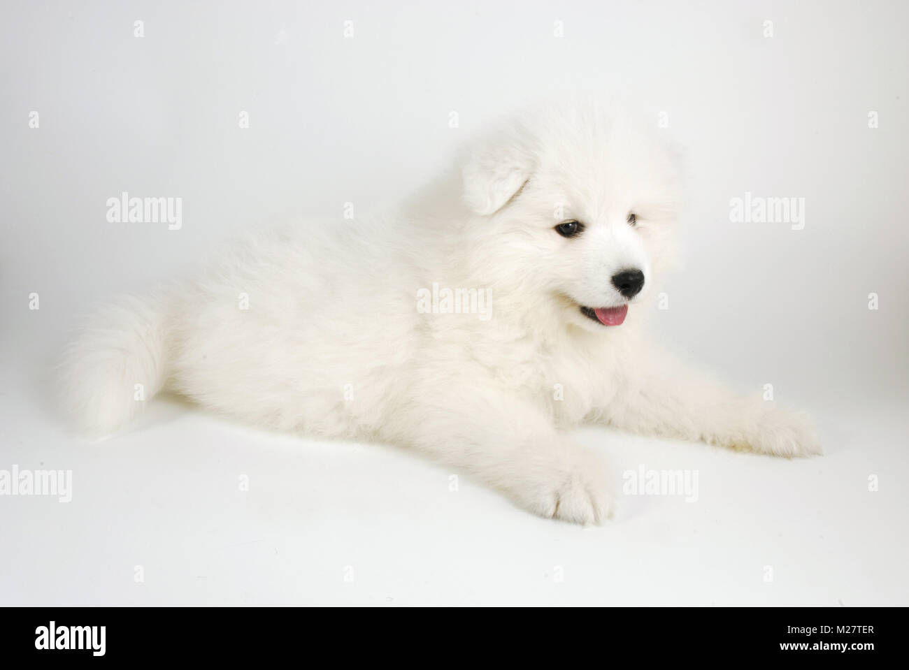 9 week old Samoyed puppy lying down on white background Stock Photo - Alamy