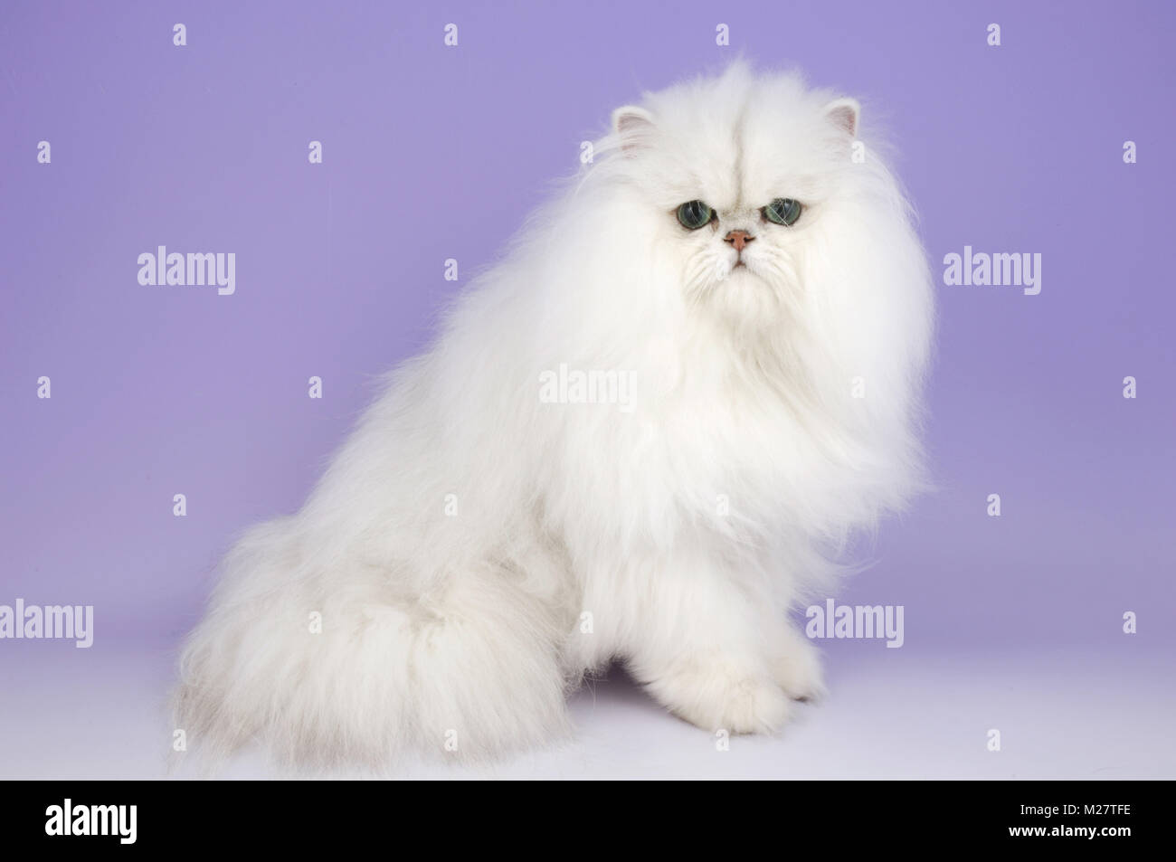 chinchilla cat, frowning Stock Photo - Alamy