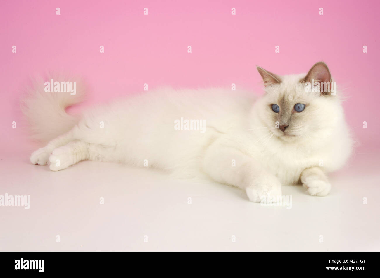 Lilac point Birman cat lying down Stock Photo - Alamy