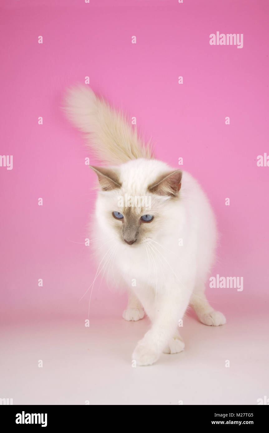 Lilac point Birman cat Stock Photo - Alamy