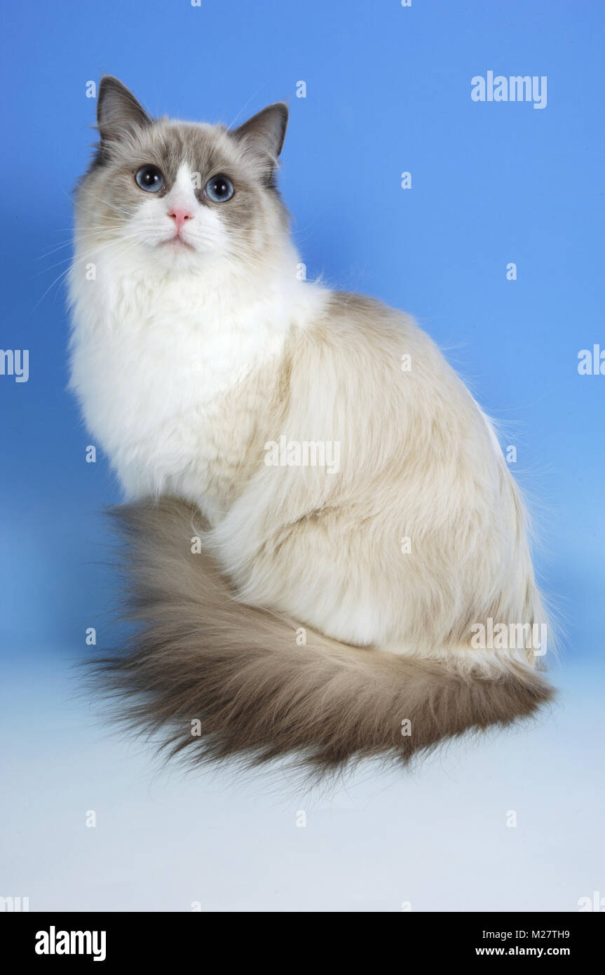 blue bi-colour ragdoll cat, looking up Stock Photo - Alamy