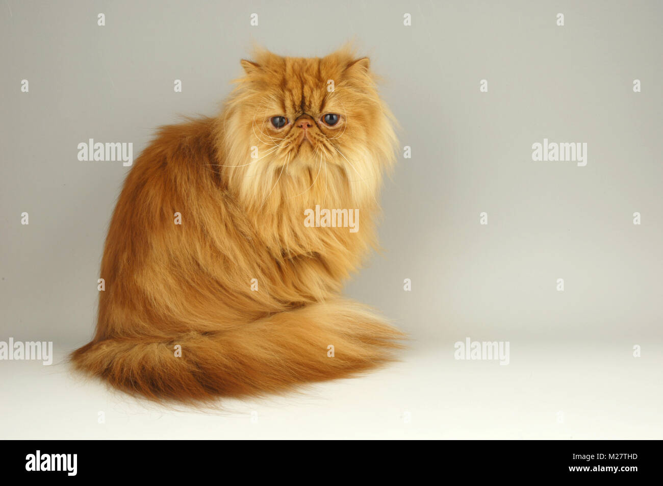 Red self persian cat hi-res stock photography and images - Alamy