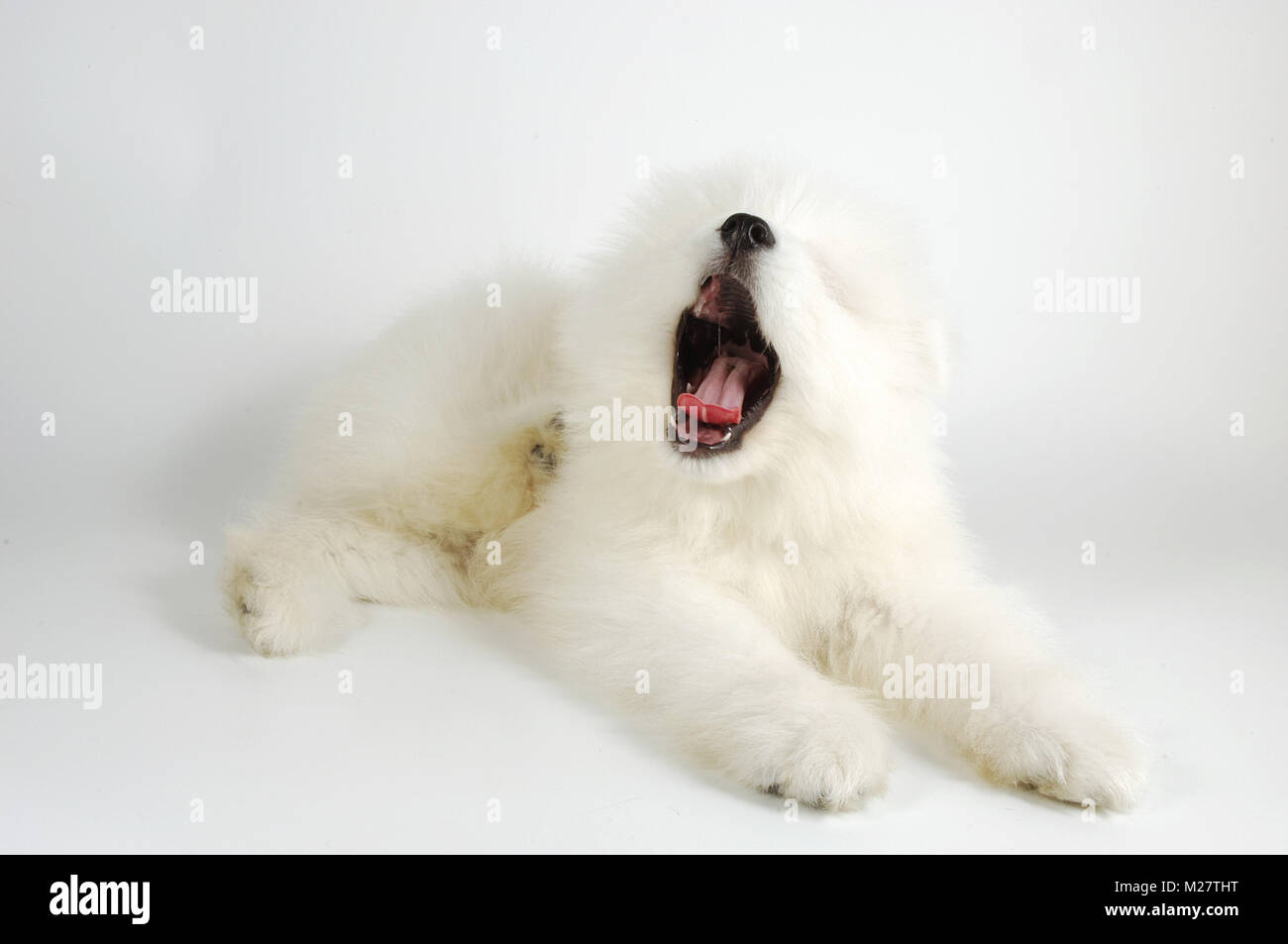 cute 9 week old Samoyed puppy yawning Stock Photo - Alamy