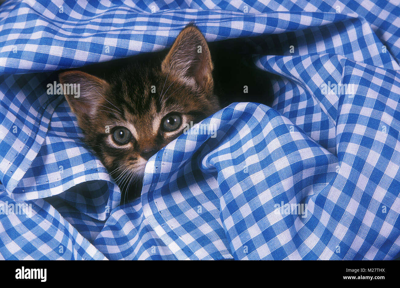 tabby kitten hiding Stock Photo - Alamy