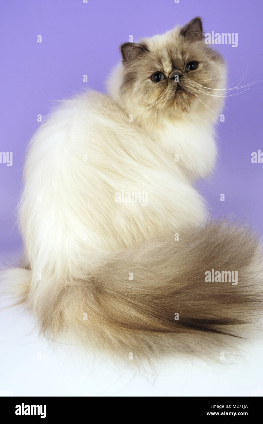 blue cream colourpoint cat. (Aka: Persian or Himalayan Stock Photo - Alamy