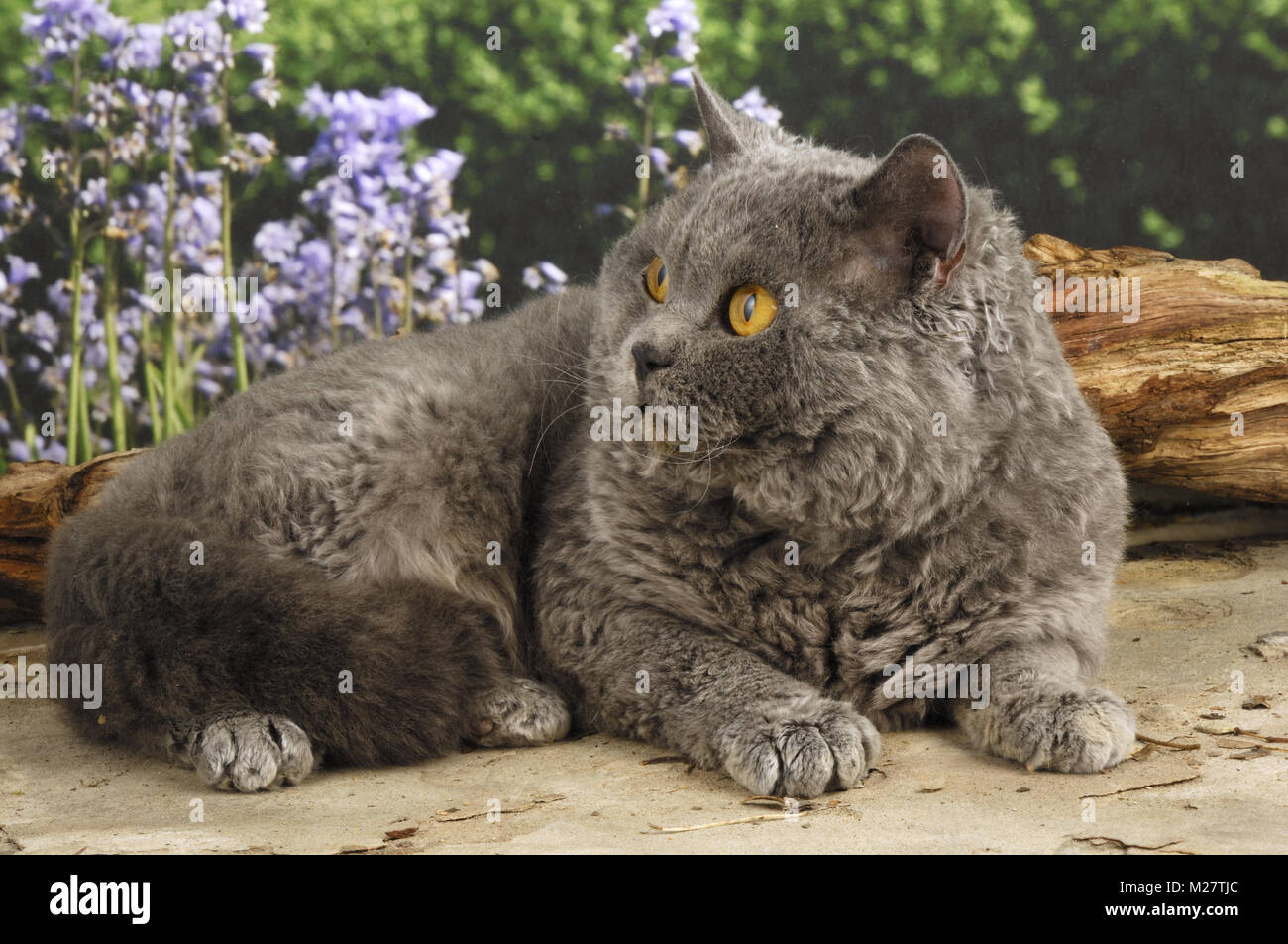 blue selkirk rex Stock Photo - Alamy