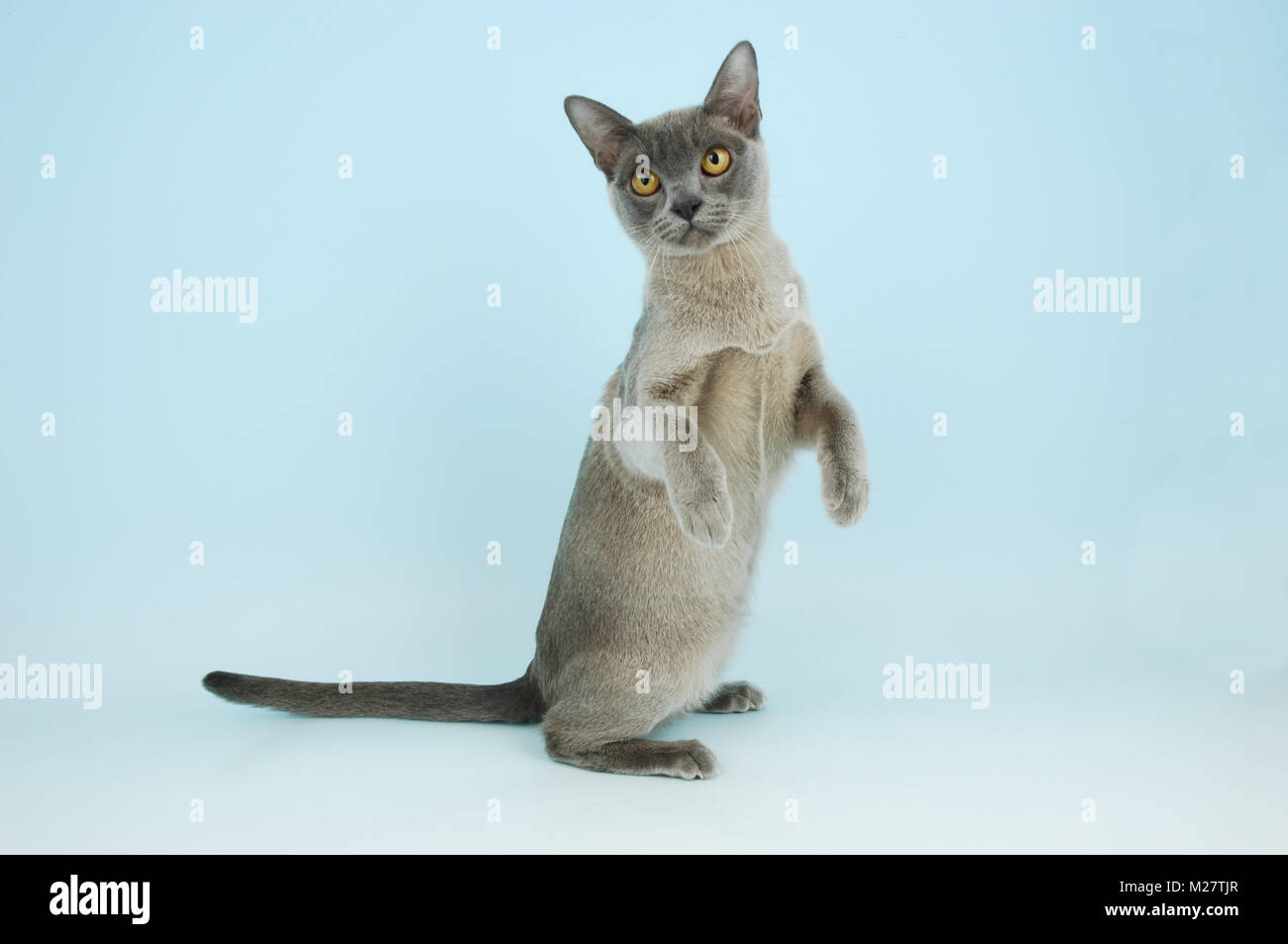 young blue Burmese cat Stock Photo - Alamy