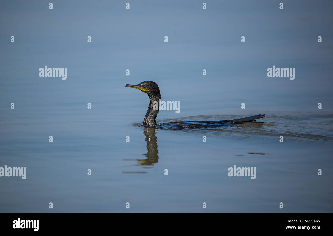 Little cormorant bird hi-res stock photography and images - Alamy