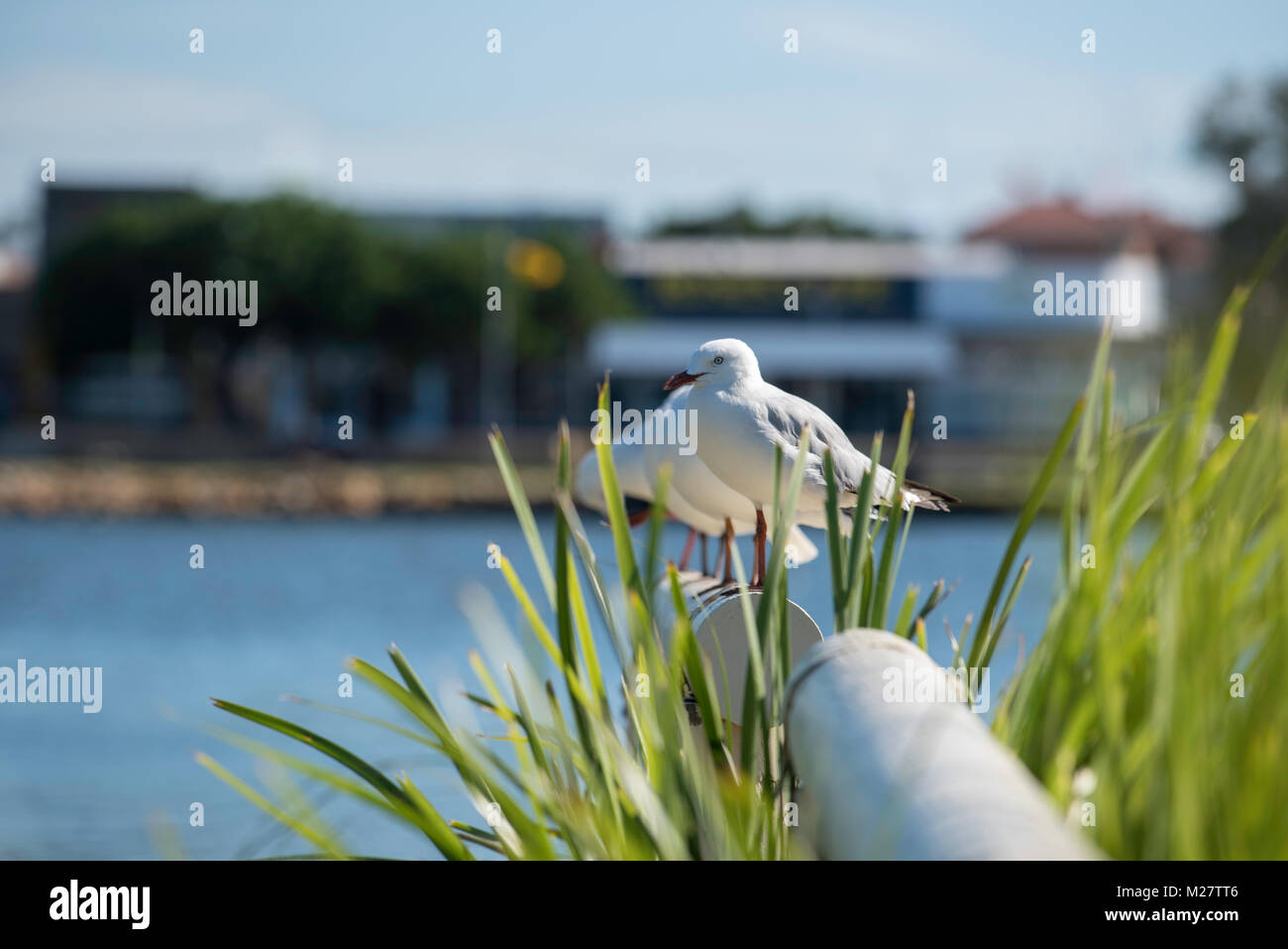 Australian Seagulls resting in the sun beside the Nambucca River in ...
