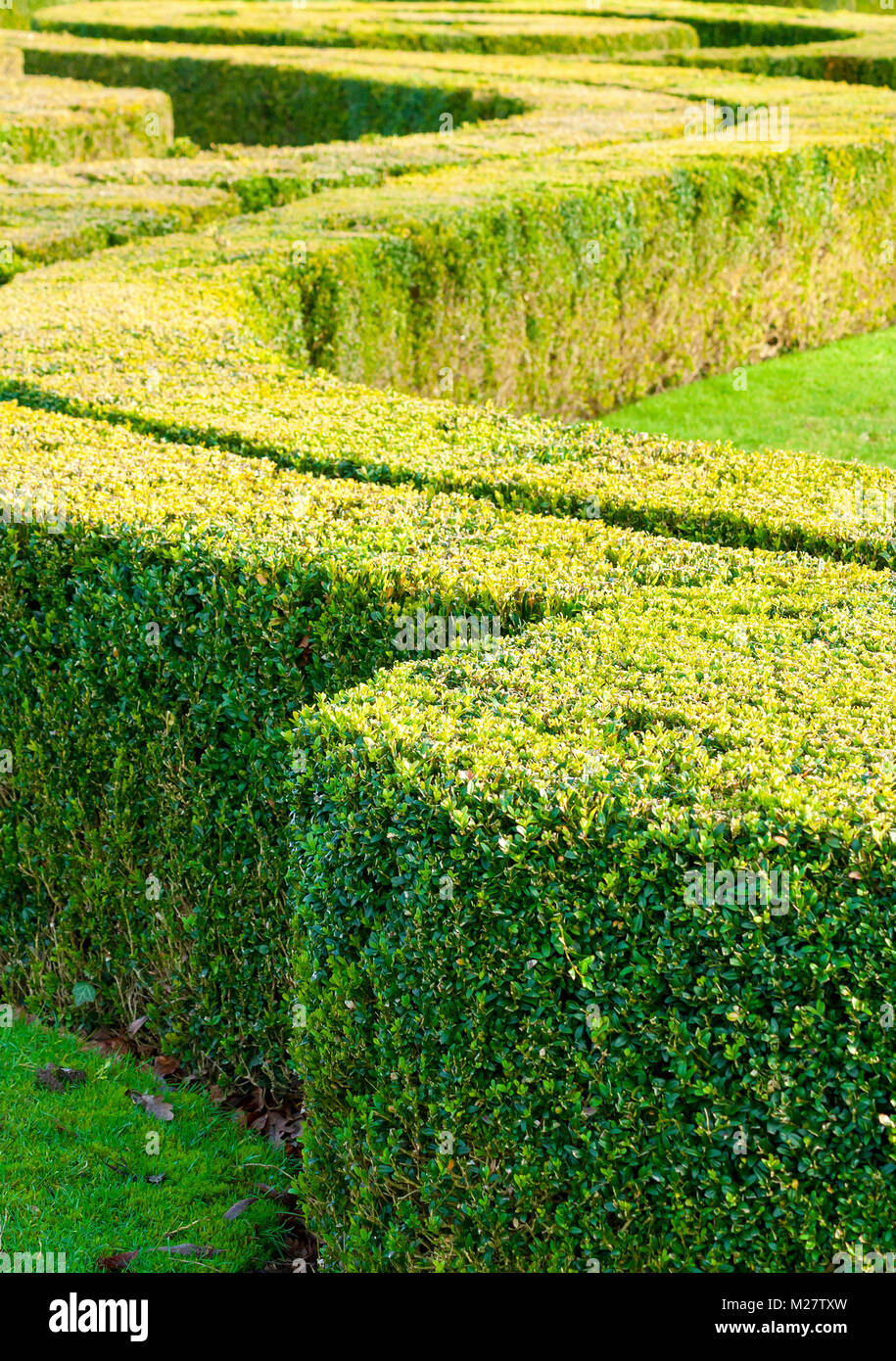 Curved hedge and lawn with sunlight Stock Photo - Alamy