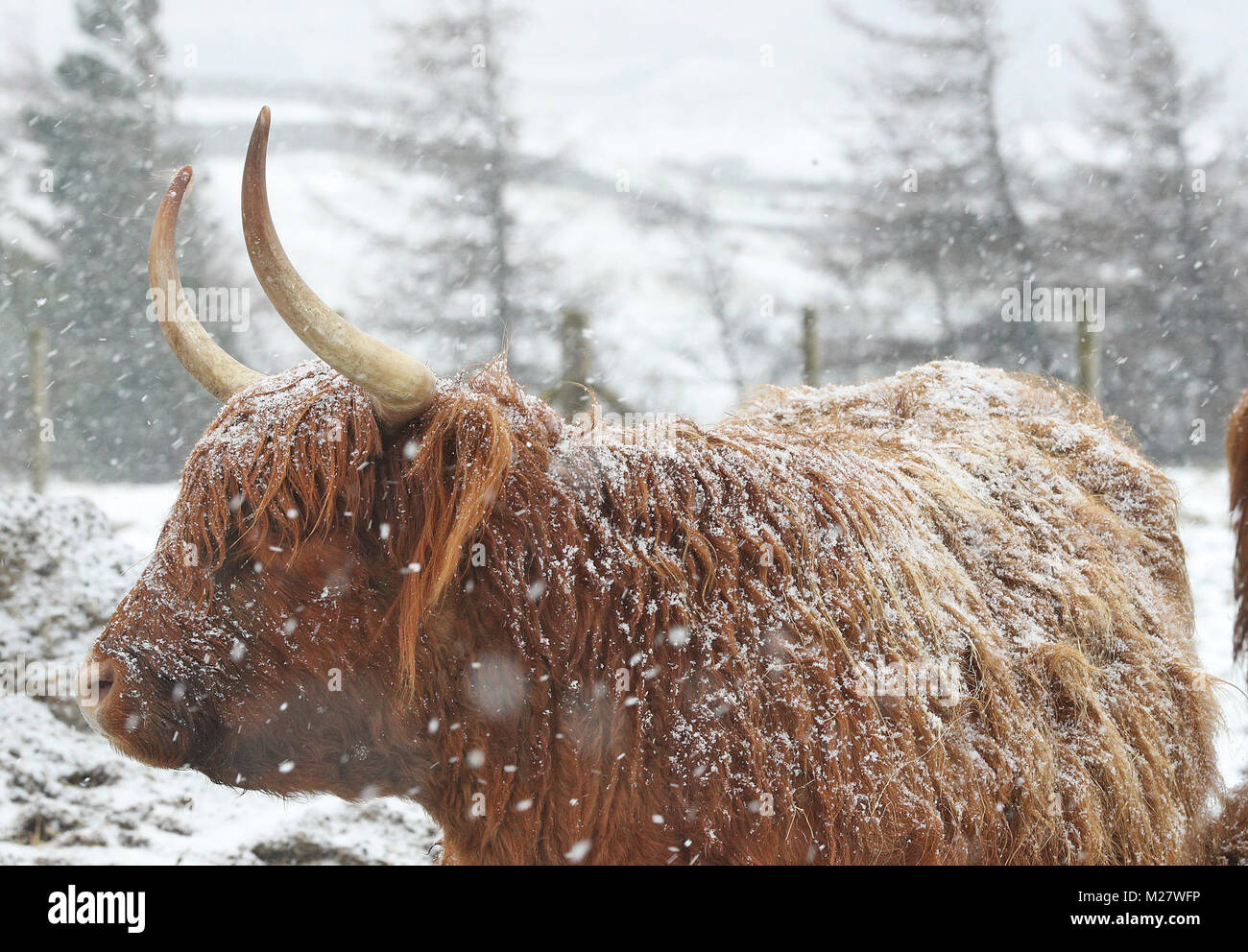 Durham cattle hi-res stock photography and images - Alamy