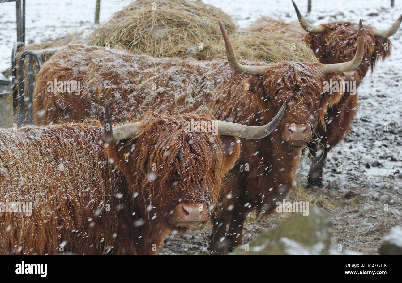 Durham cattle hi-res stock photography and images - Alamy