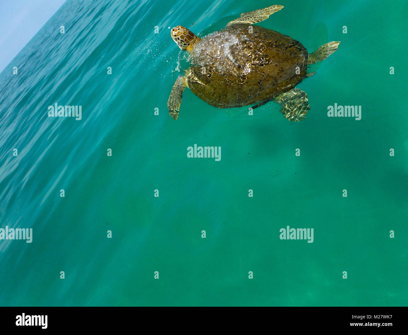 Turtle swimming view from above Stock Photo - Alamy