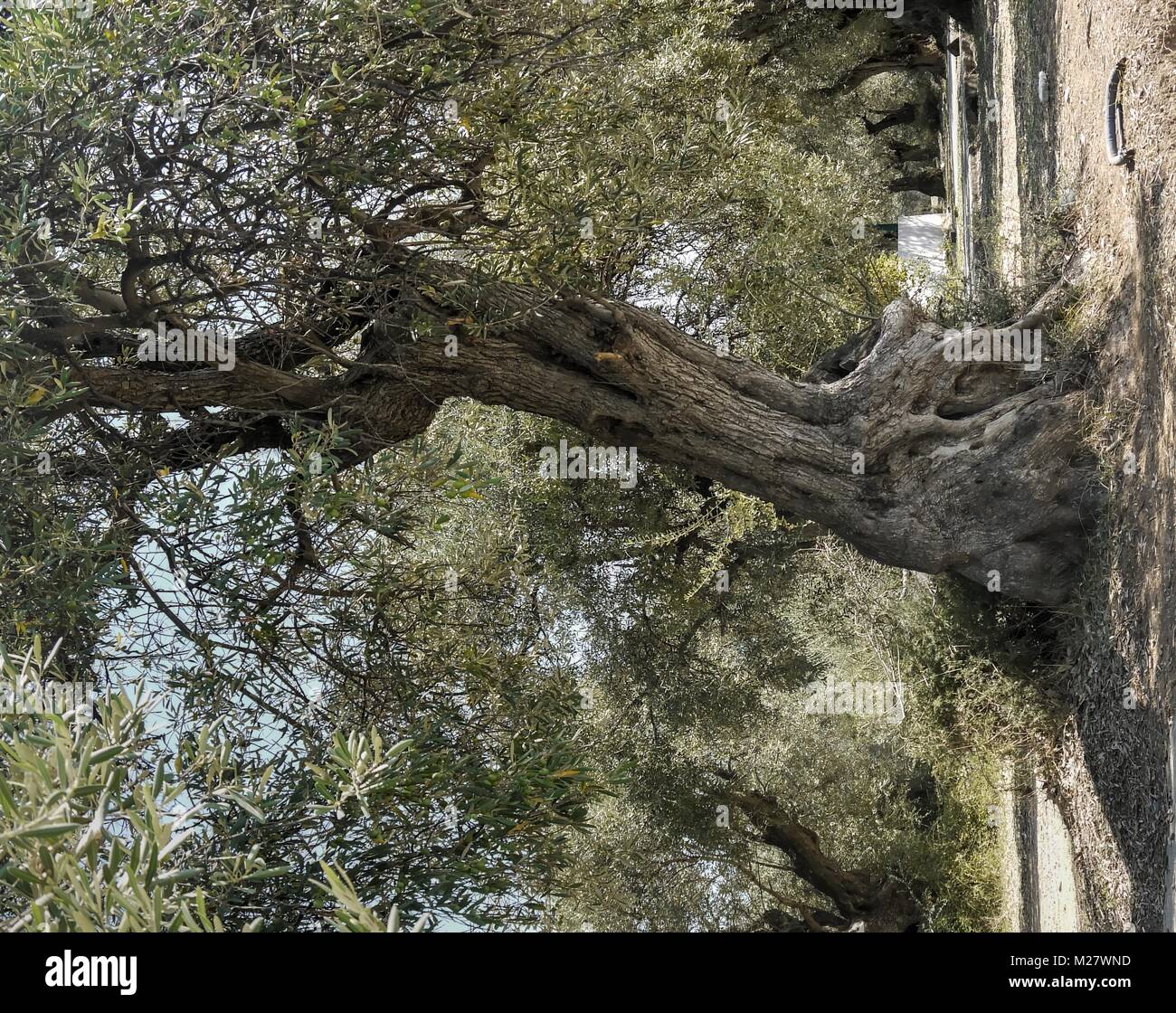 Kala nera hi-res stock photography and images - Alamy