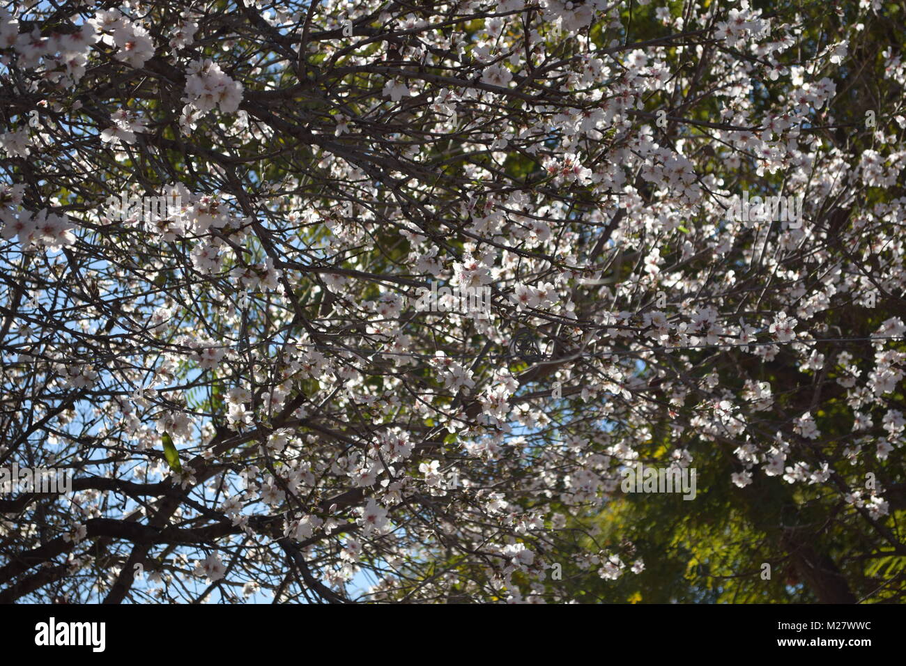 Almond from tree hi-res stock photography and images - Alamy