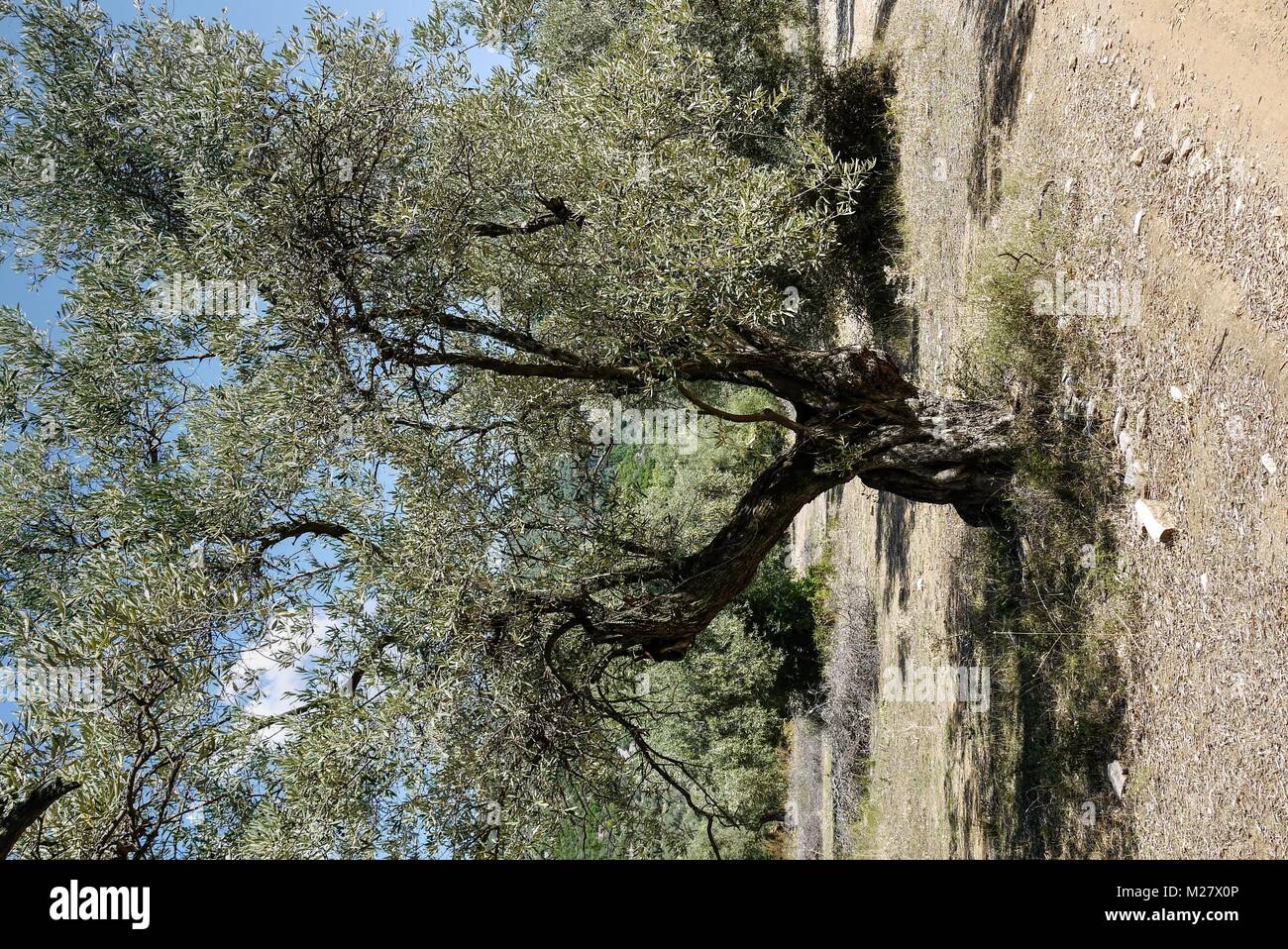 Olive trees close beach hi-res stock photography and images - Alamy