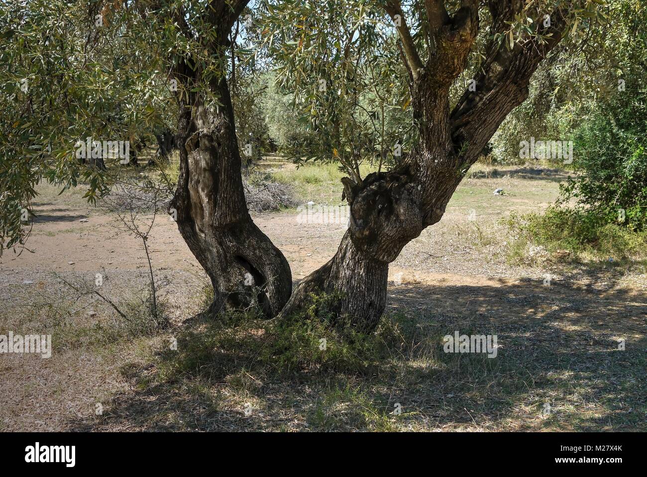 Kala nera hi-res stock photography and images - Alamy