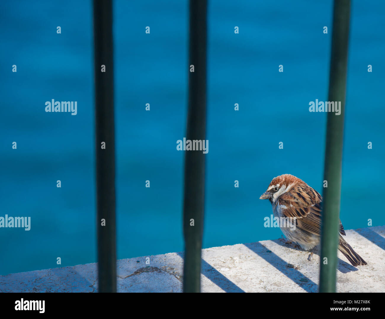 Sorrento, Campania, Italy March 12, 2017 the sad little bird waiting ...