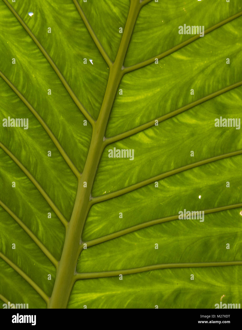 Texture of a large green leaf with details. Background of a colorful ...