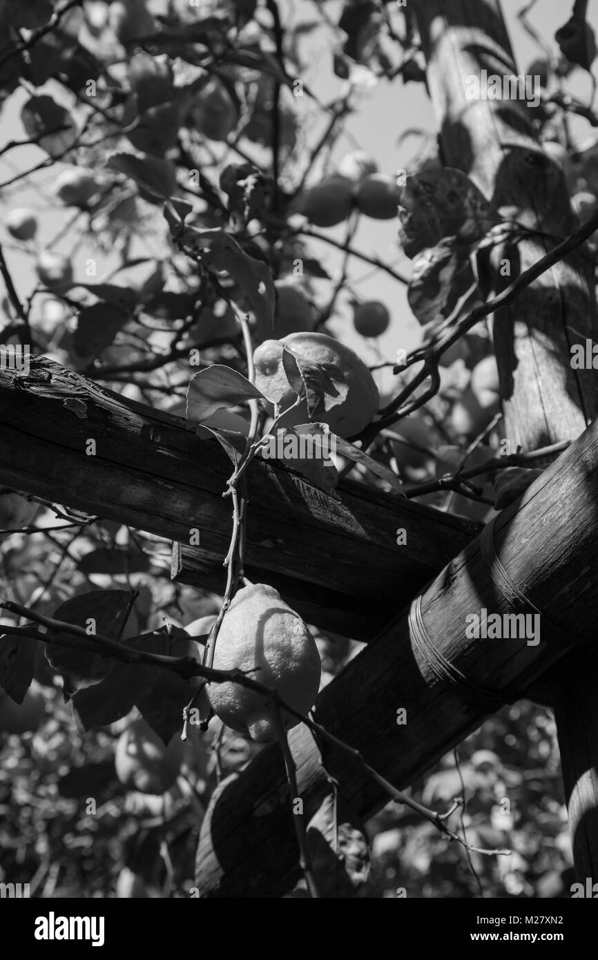 Large juicy Black and White Stock Photos & Images - Alamy