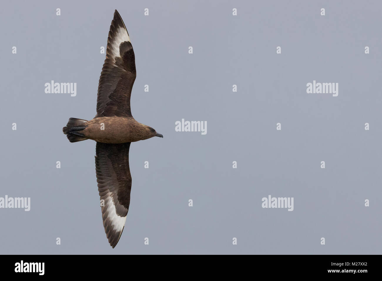 Great Skua (Stercorarius skua), adult Stock Photo - Alamy