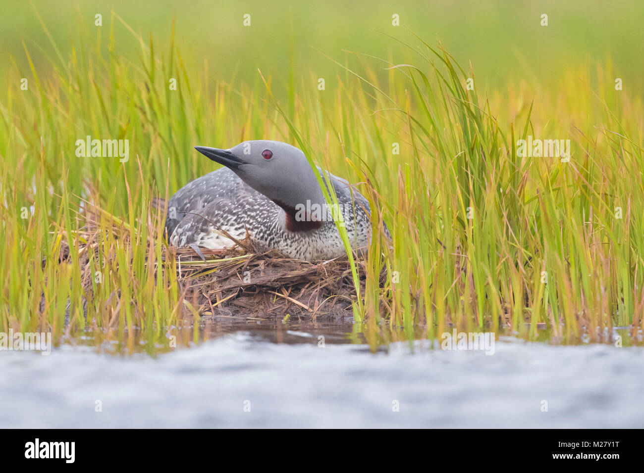 Loons hi-res stock photography and images - Alamy