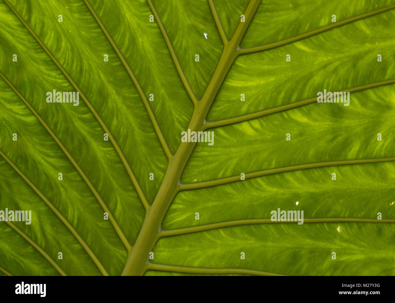 Texture of a large green leaf with details. Background of a colorful ...