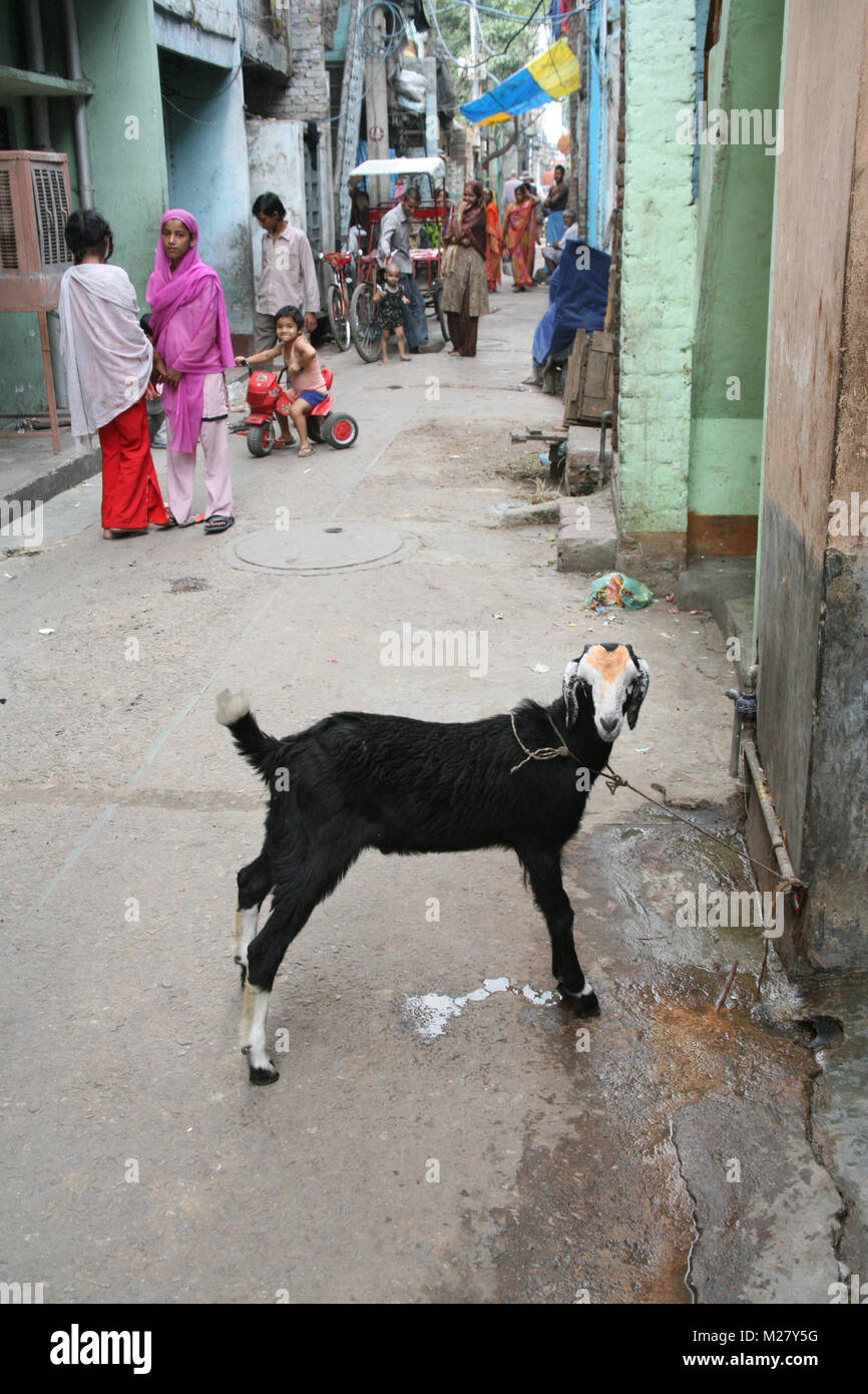 A goat in the streets of the New Delhi slums, India Stock Photo - Alamy