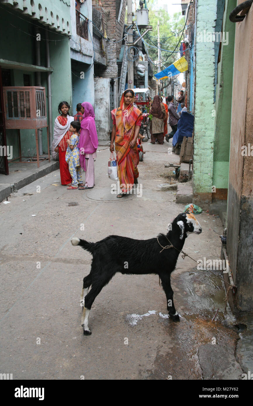 A goat in the streets of the New Delhi slums, India Stock Photo - Alamy
