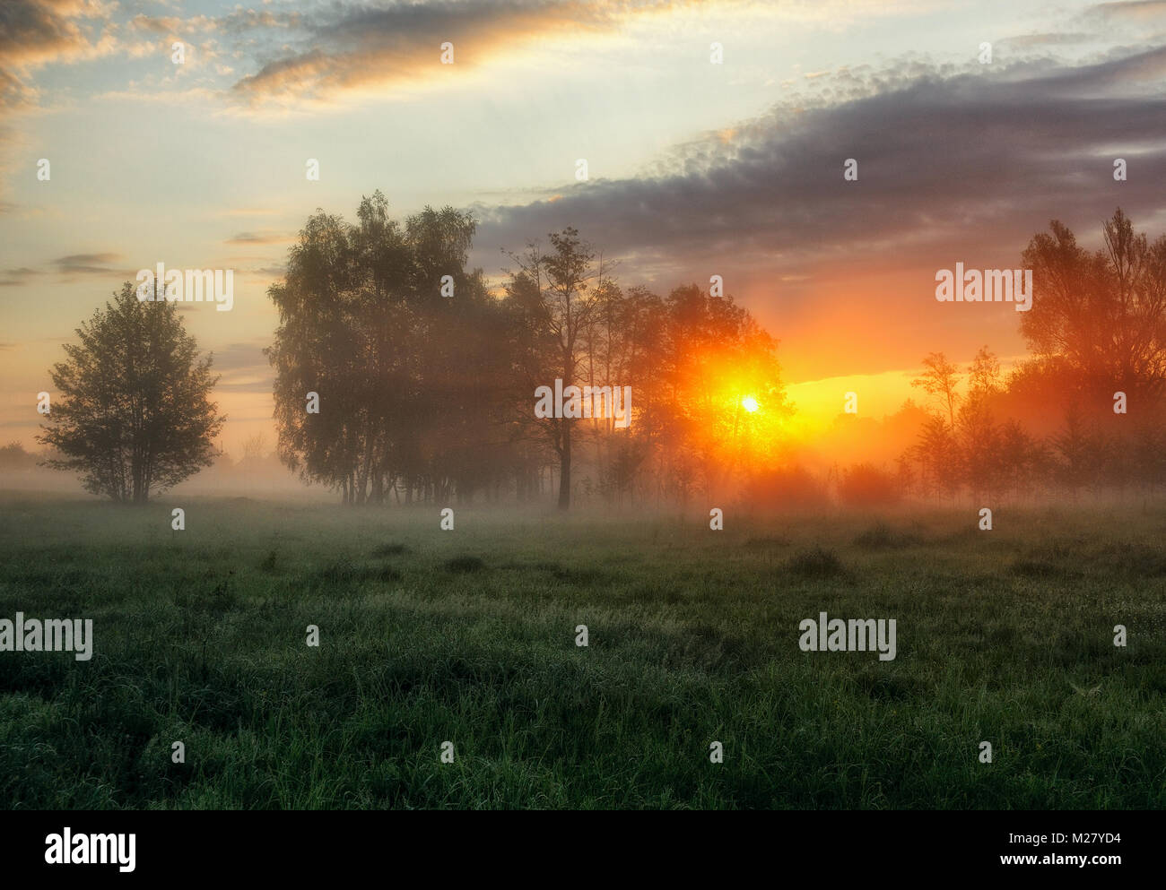 spring morning. a misty dawn in a picturesque meadow. Sun rays Stock ...
