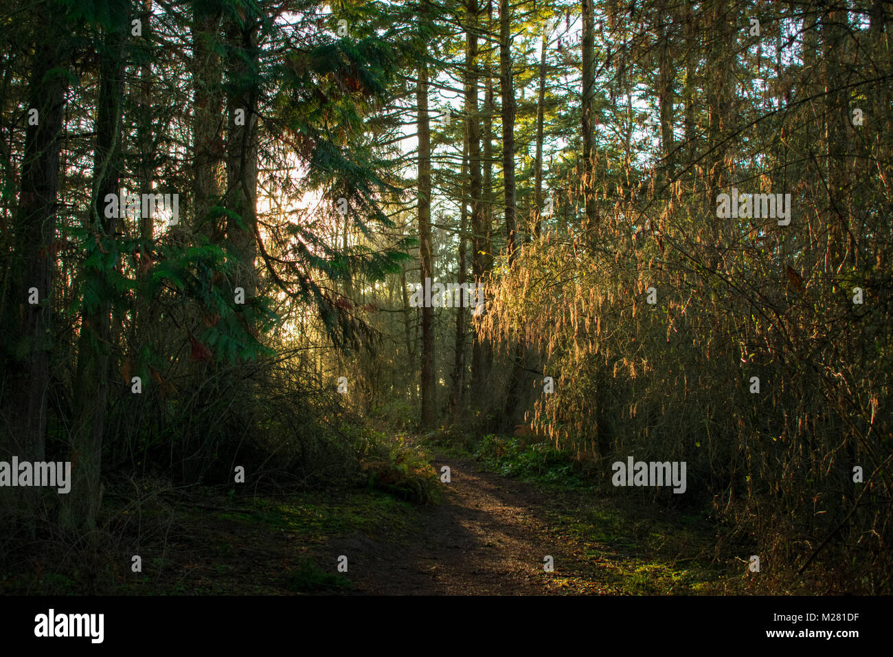 Sunlight Streaming Through Trees Stock Photo - Alamy
