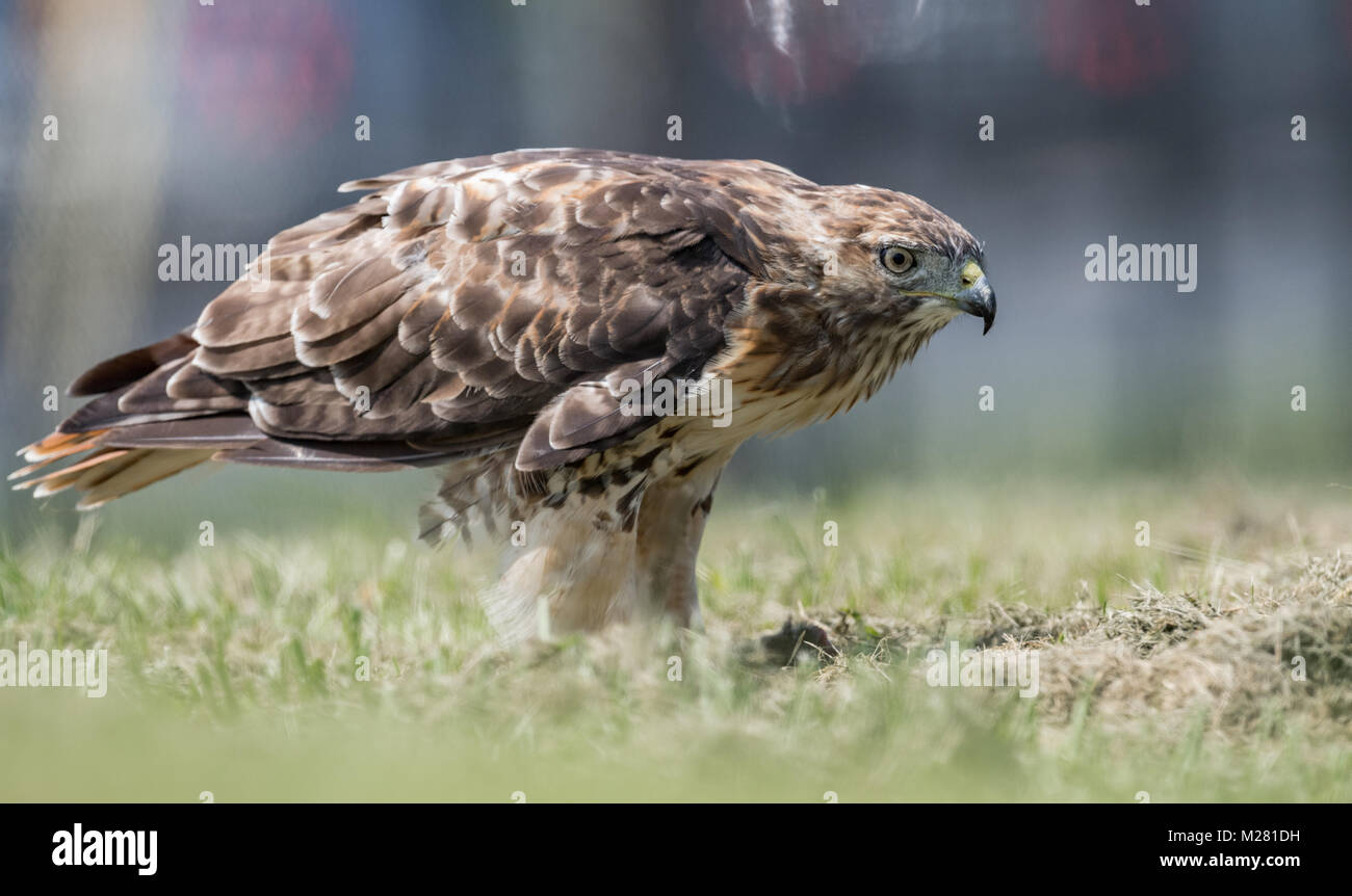 Red Tailed Hawk Stock Photo - Alamy