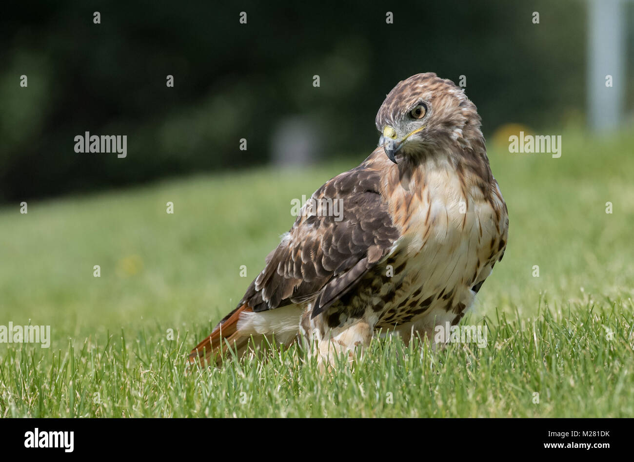Red Tailed Hawk Stock Photo - Alamy