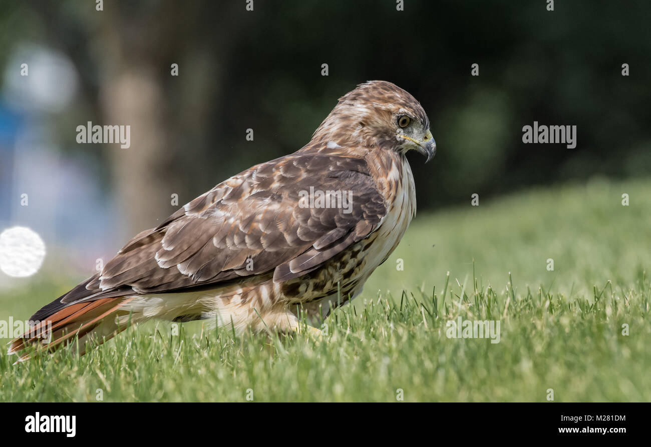Red Tailed Hawk Stock Photo - Alamy