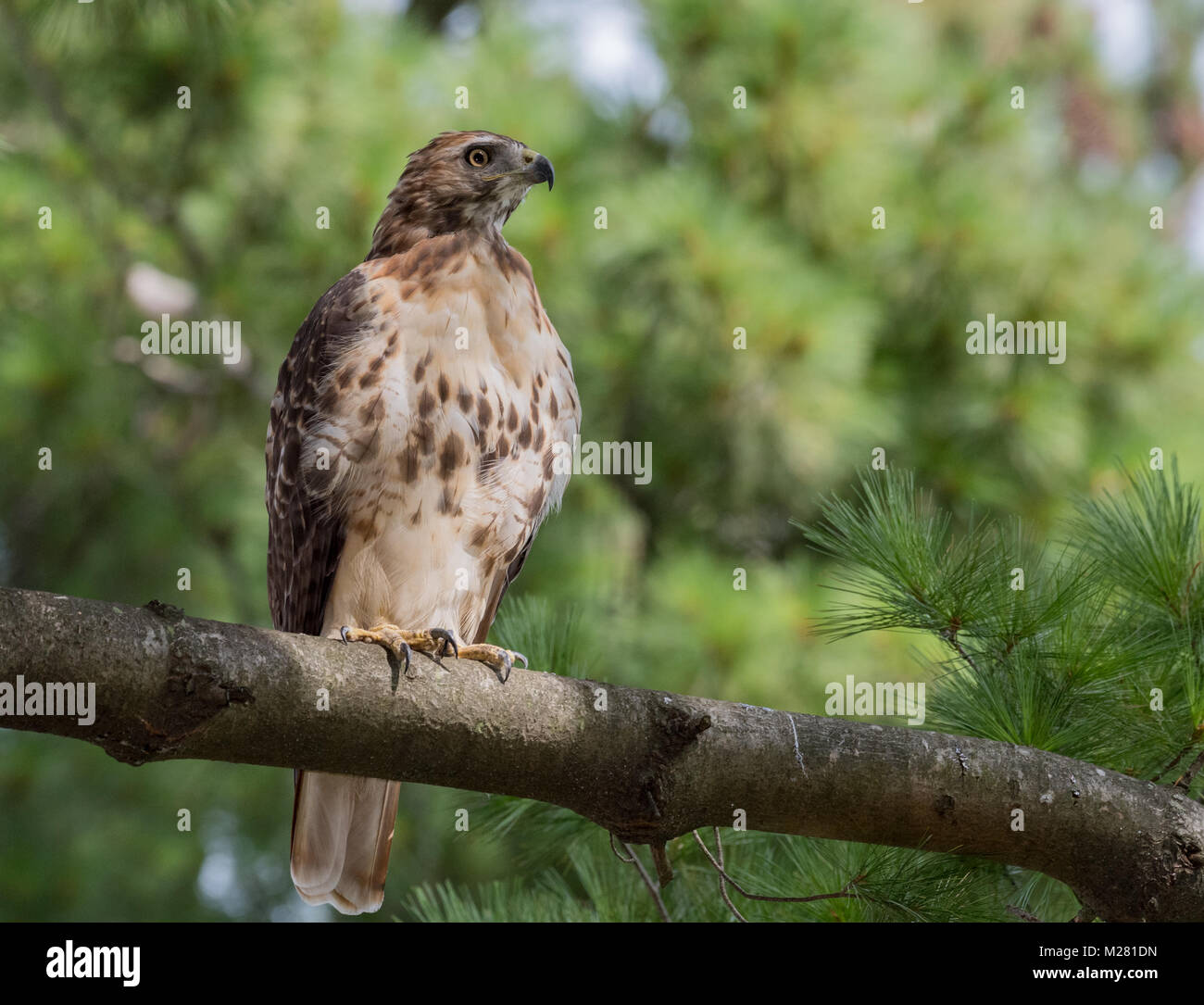 Red Tailed Hawk Stock Photo - Alamy