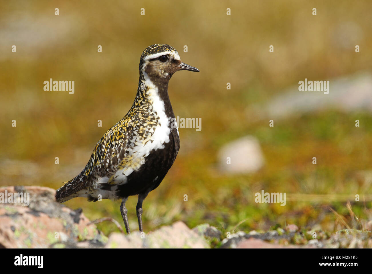 European golden plover (Pluvialis apricaria) in Tundra, Norway Stock ...