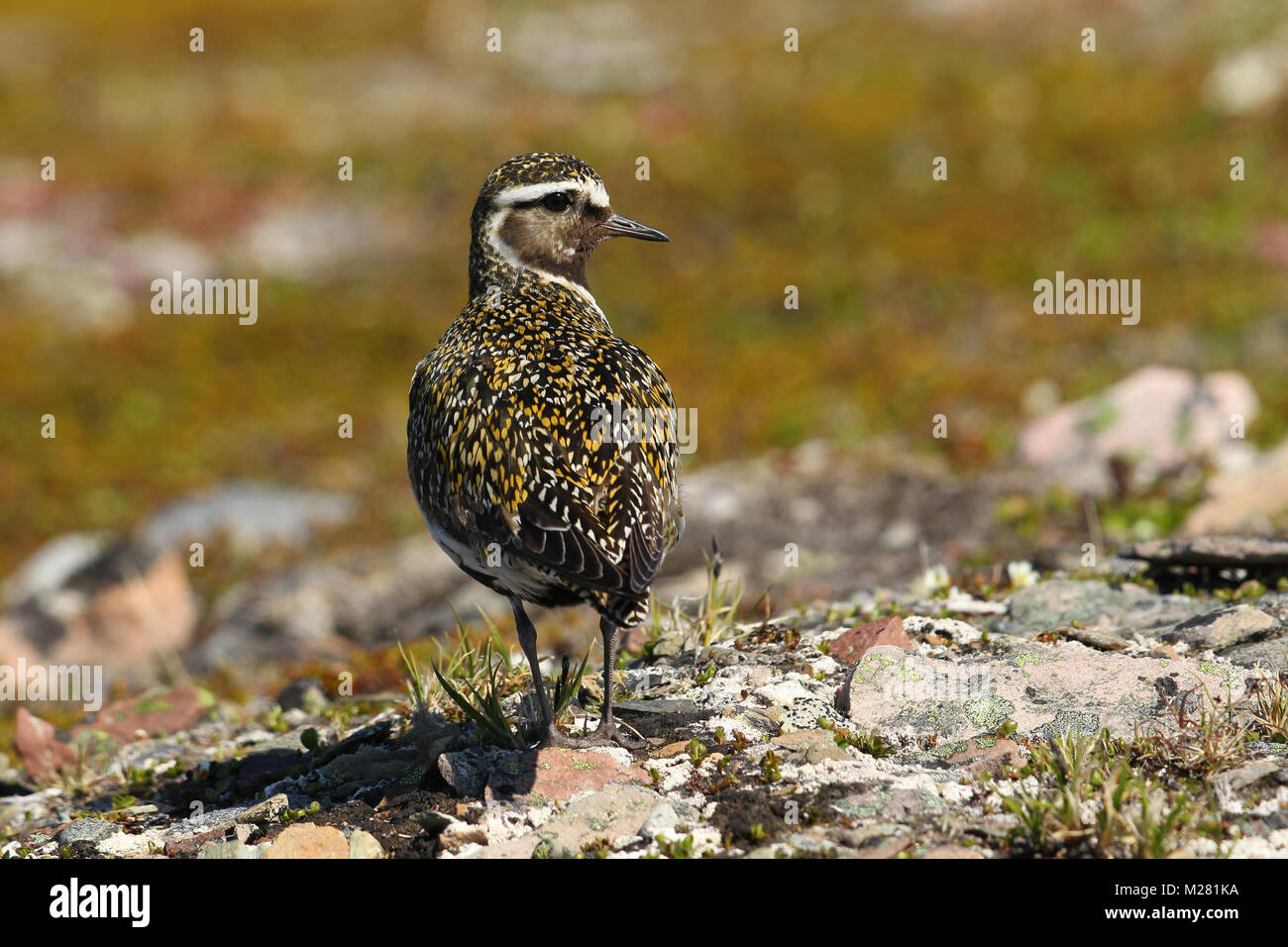 European golden plover (Pluvialis apricaria) in Tundra, Norway Stock ...