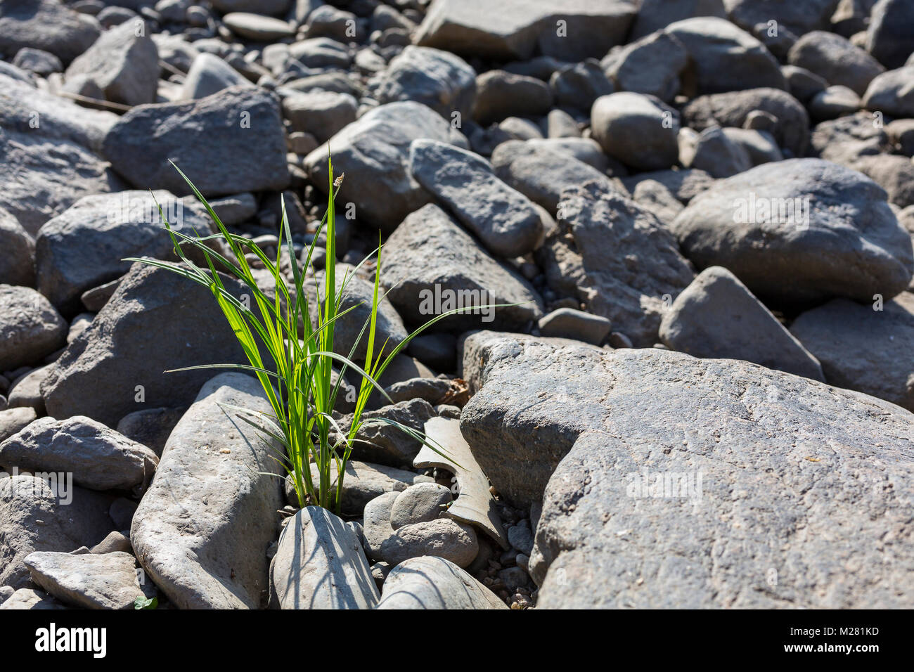 Single tuft grass between stones, Germany Stock Photo - Alamy