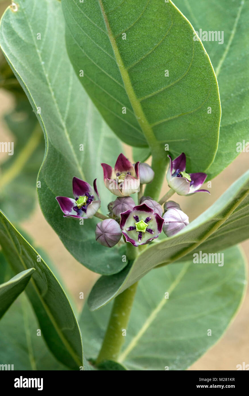 Plant calotropis procera hi-res stock photography and images - Alamy