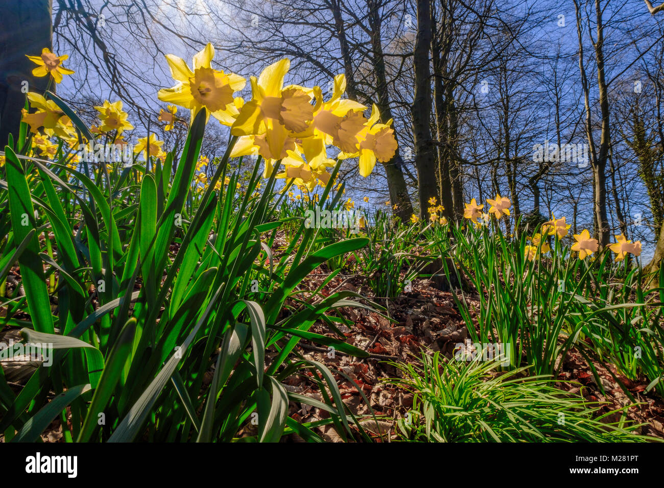 Daffodils growing on a bank in woodland Stock Photo - Alamy