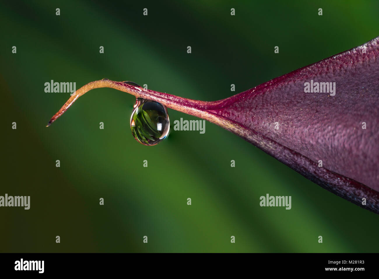 Transpiration flower hi-res stock photography and images - Alamy