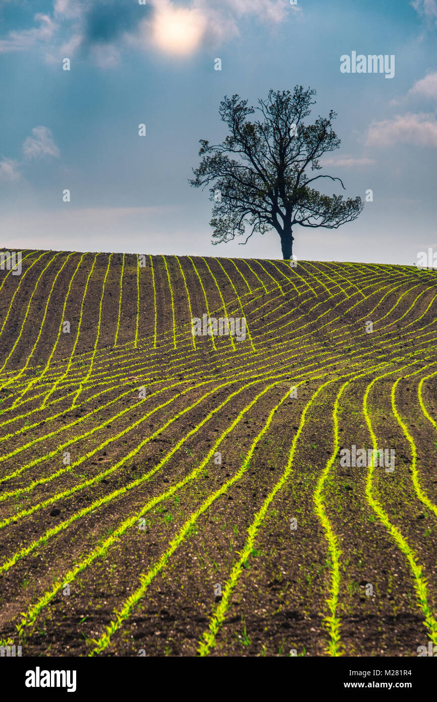 Newly germinated maize plants Stock Photo - Alamy