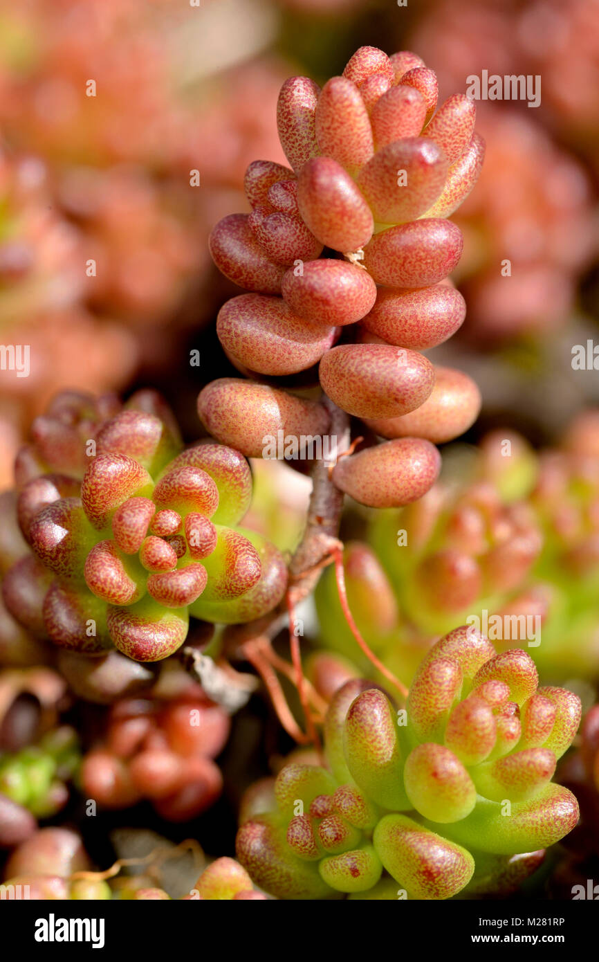White stonecrop (Sedum album), North Rhine-Westphalia, Germany Stock ...