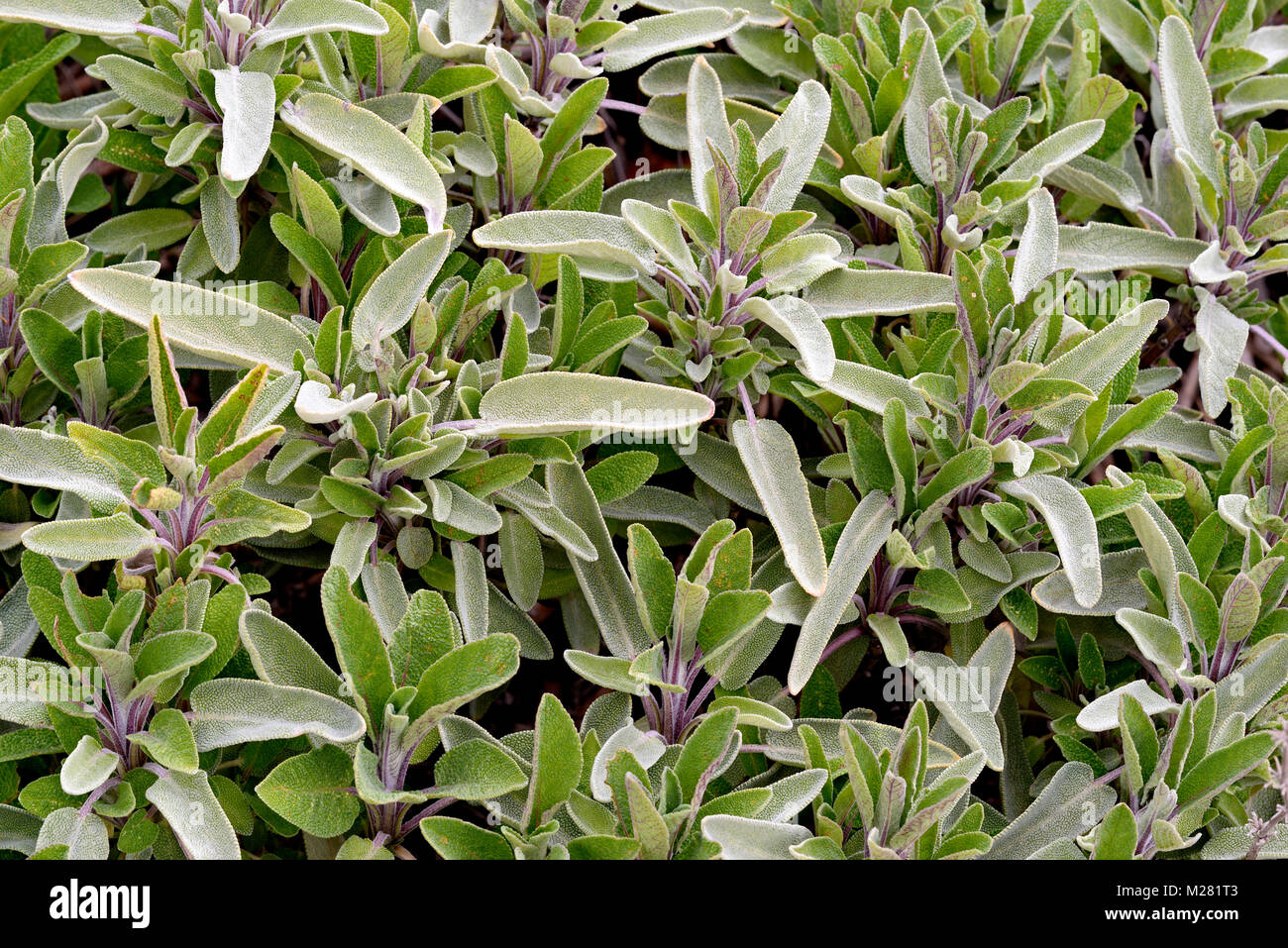 Common sage (Salvia officinalis), North Rhine-Westphalia, Germany Stock ...