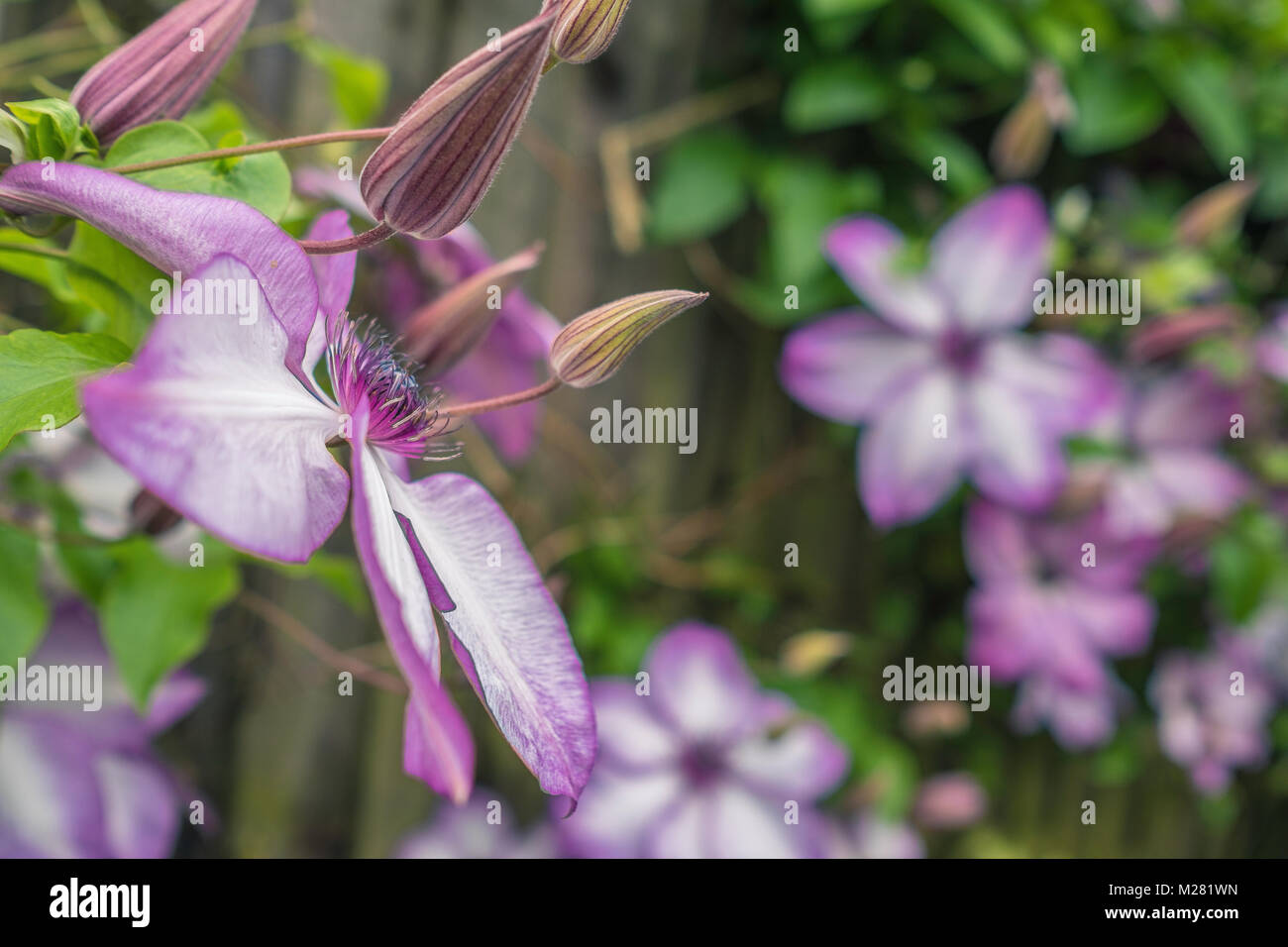Clematis buds hi-res stock photography and images - Alamy