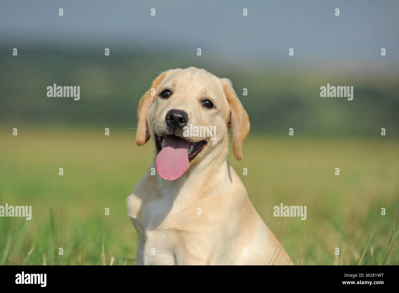 Labrador Retriever, yellow, puppy 9 weeks, portrait in meadow Stock ...