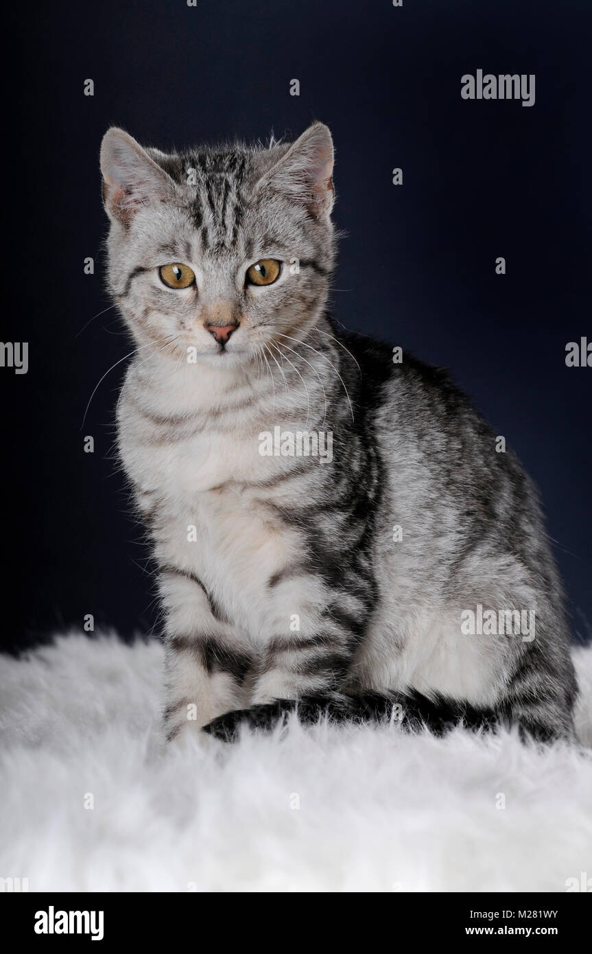 Young house cat, silver tabby, tomcat Stock Photo - Alamy