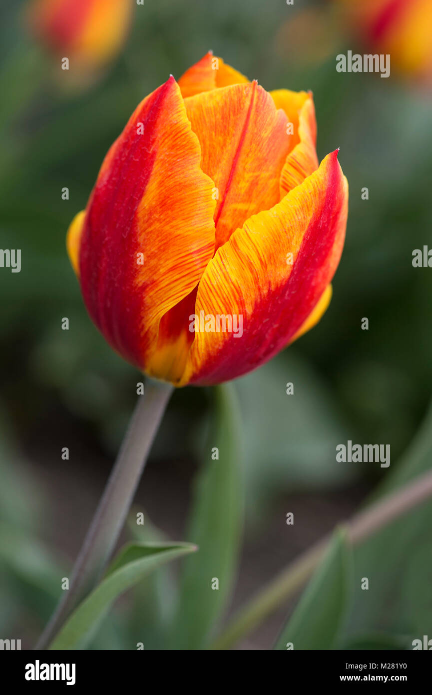 Red-yellow flowering Tulip (Tulipa), sort Orange van Eijk, Bollenstreek, Netherlands Stock Photo ...