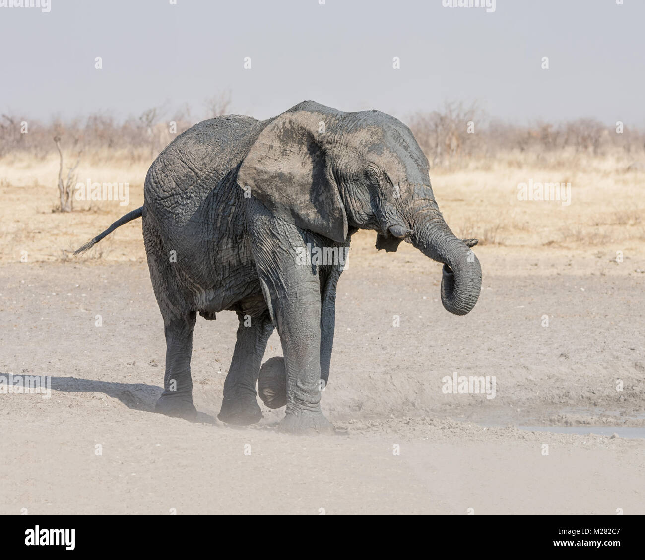 Through the namibian bush hi-res stock photography and images - Alamy