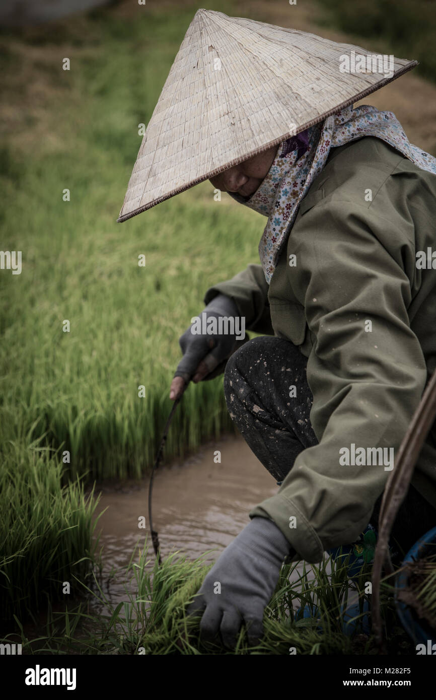 Vietnamese Rice Patty gatherer Stock Photo - Alamy